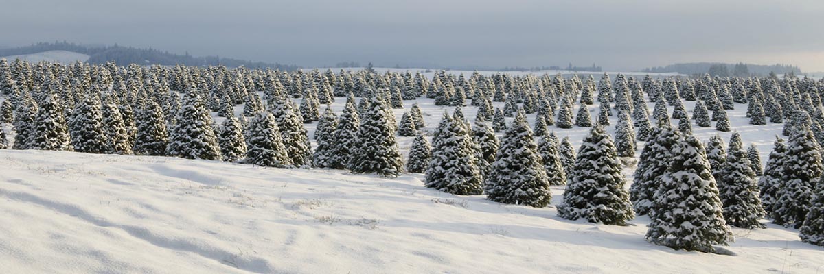Heli logging Used to Harvest Christmas Trees in Oregon