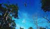 Heli-Logging: Revolutionizing Timber Harvesting with Precision and ...