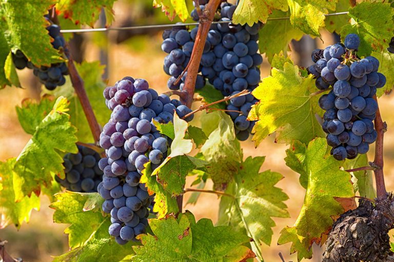 Helicopters: An Extremely Effective Weapon in Vineyard Frost Protection