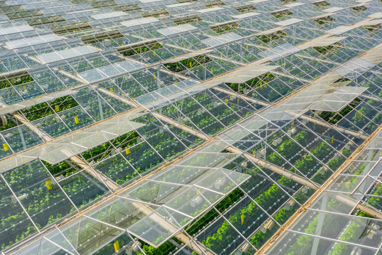 Which Greenhouse Shading Method is Right for Your Crops? : Fair Lifts ...